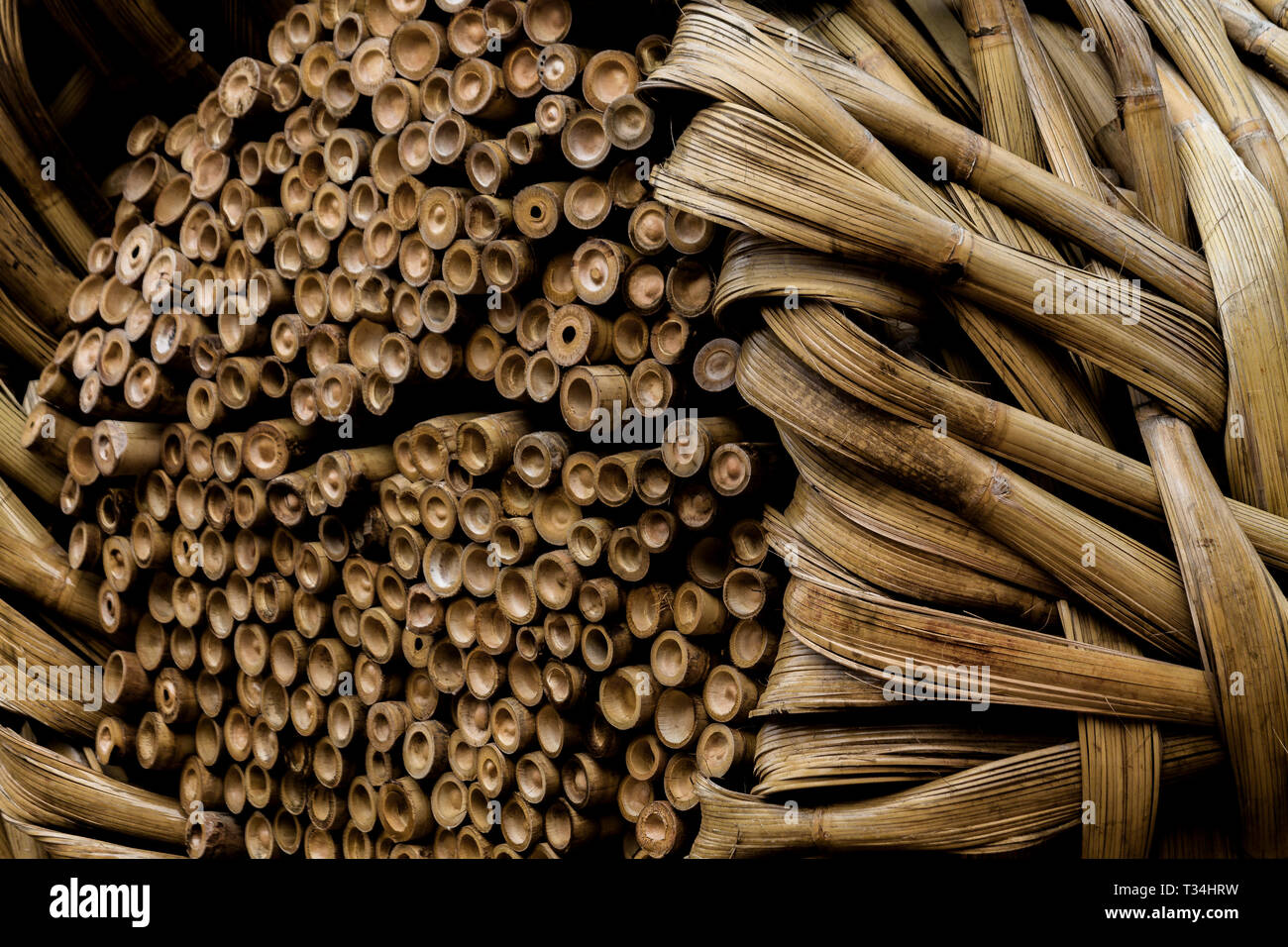 Large bamboo plant hi-res stock photography and images - Alamy