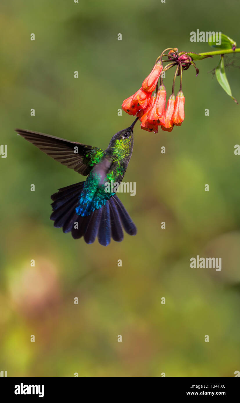 Fiery throated hummingbird hi-res stock photography and images - Alamy