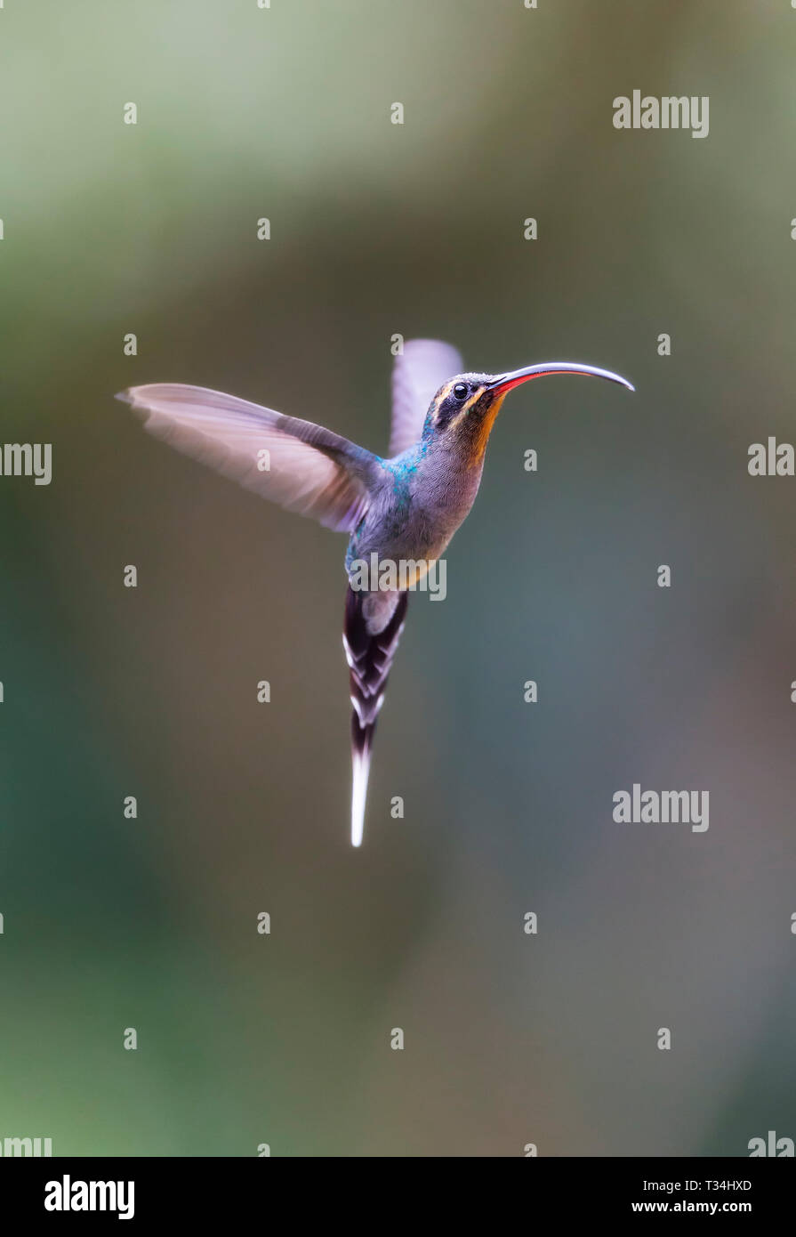 Green Hermit hummingbird hovering Stock Photo - Alamy