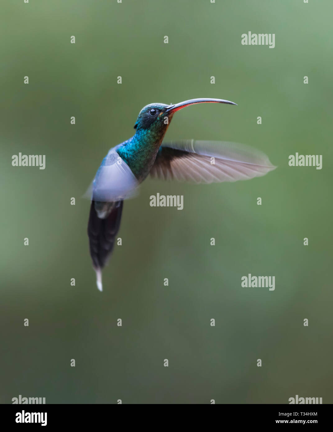 Green Hermit hummingbird hovering Stock Photo - Alamy