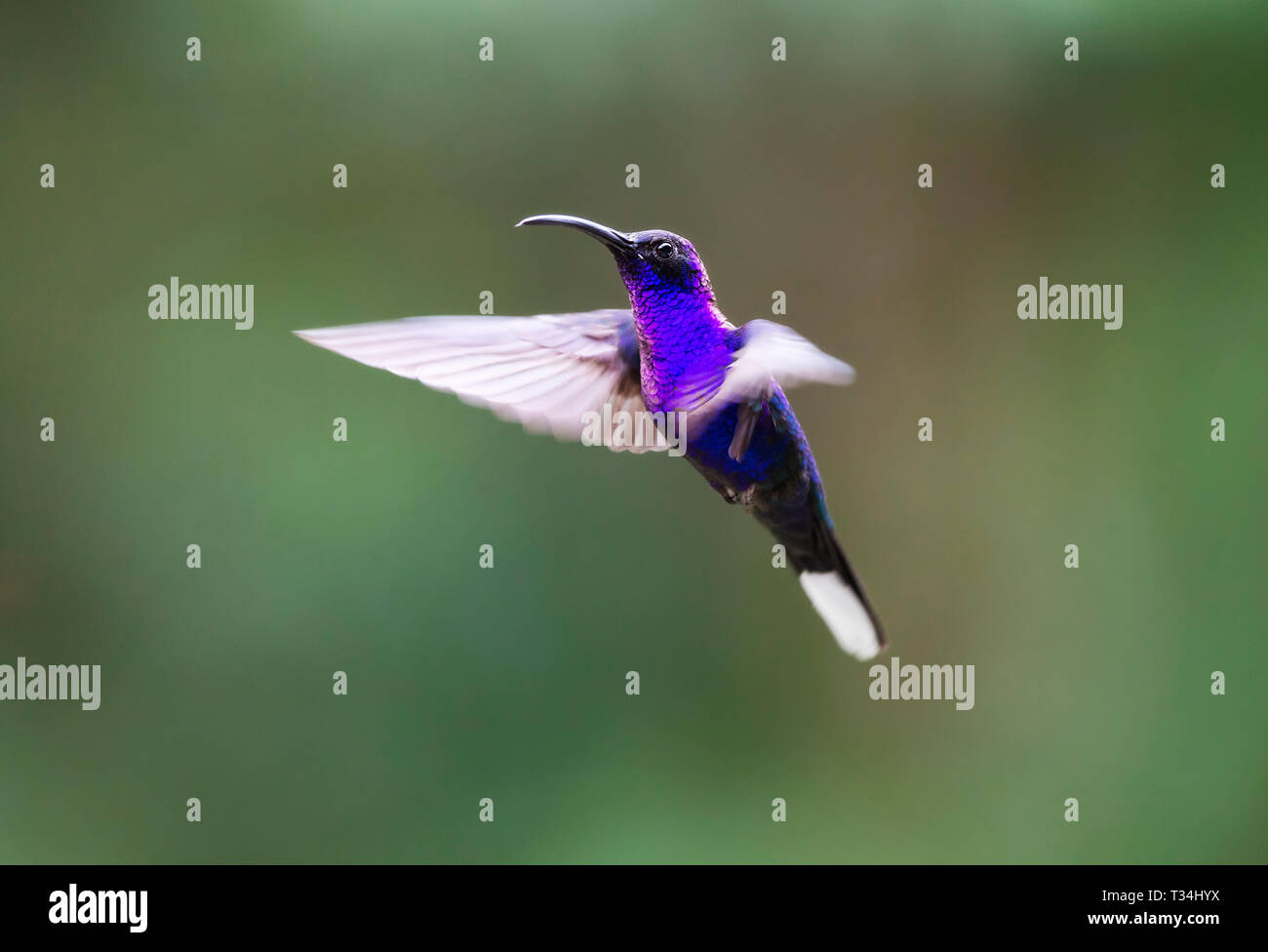 Violet Sabrewing hummingbird hovering Stock Photo - Alamy