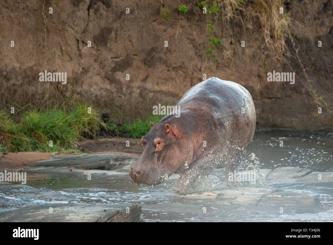 Hippo walking in the river, Kenya Stock Photo - Alamy