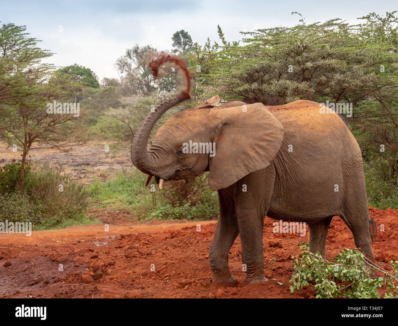 Portrait of an elephant throwing dirt, Kenya Stock Photo - Alamy