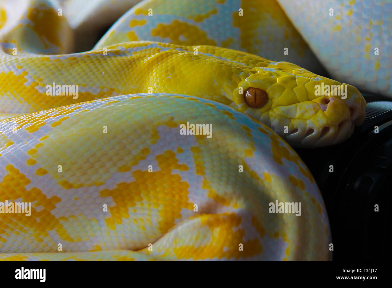 Close up of a python hi-res stock photography and images - Alamy