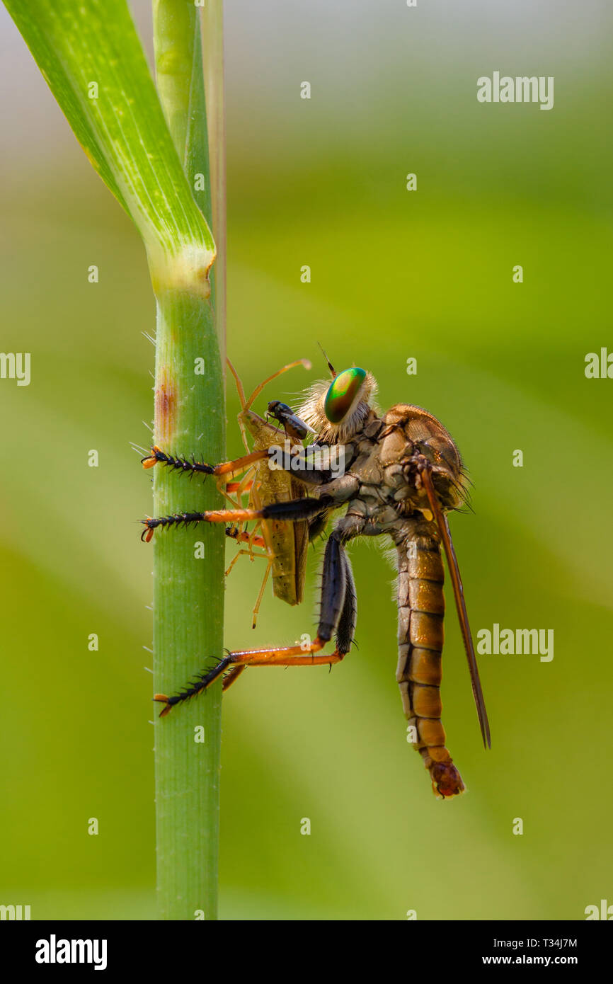 Robberfly with its grasshopper prey, Indonesia Stock Photo - Alamy