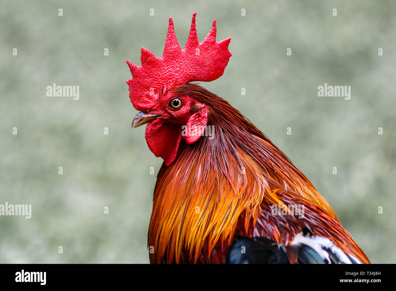 Side view rooster hi-res stock photography and images - Alamy