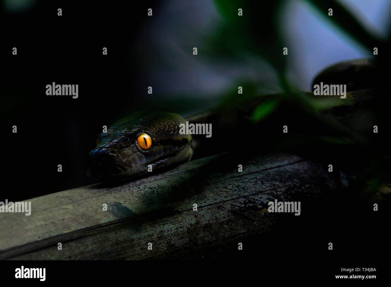 Close-up of a python with glowing eyes at night, Indonesia Stock Photo ...