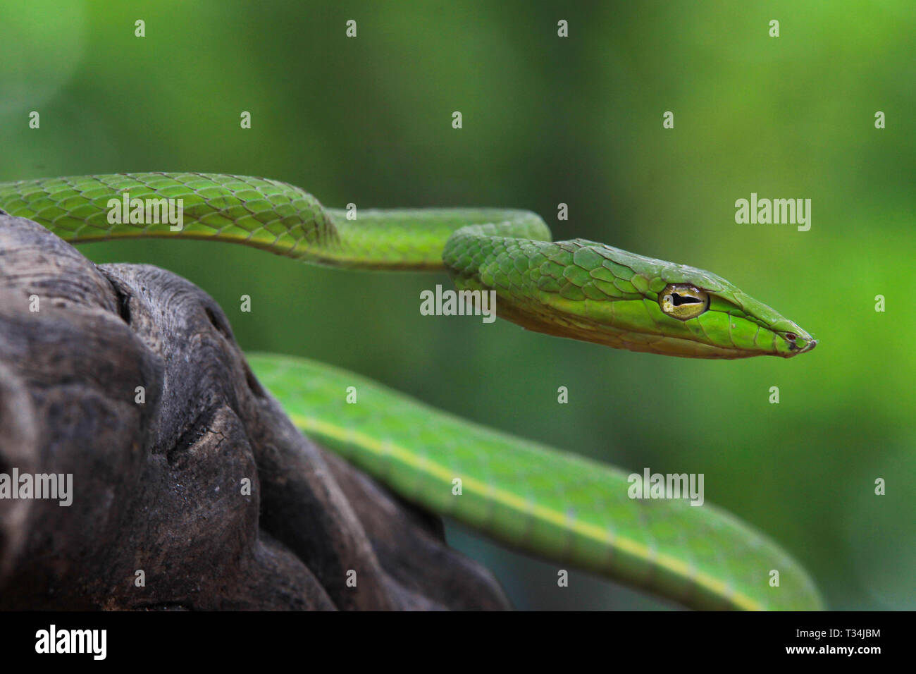 Baby Smooth Green Snake