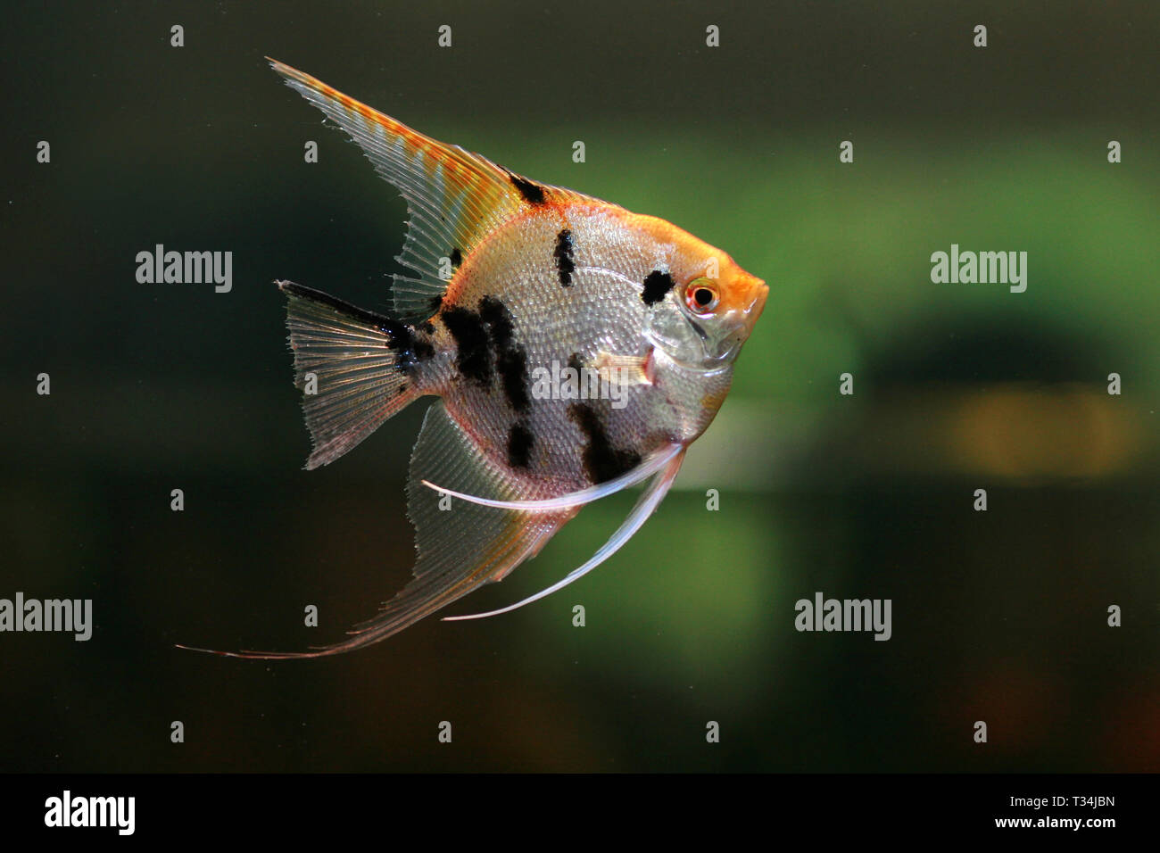 Underwater portrait green sea hi-res stock photography and images - Alamy