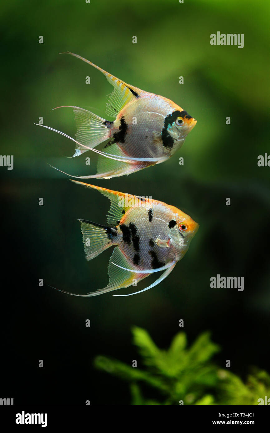 Two fish swimming underwater, Indonesia Stock Photo - Alamy