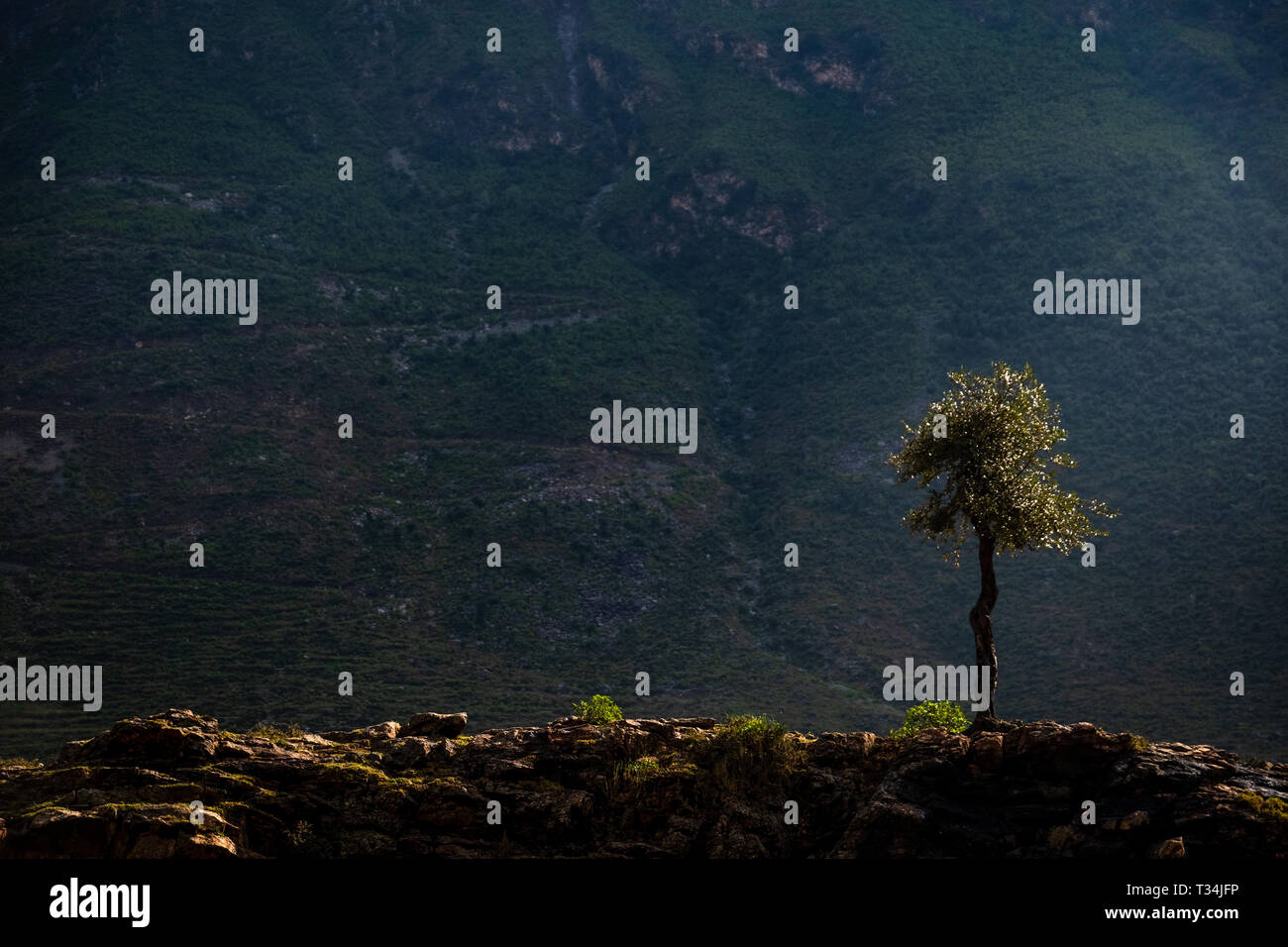 Lone Tree, Besham, Pakistan Stock Photo - Alamy