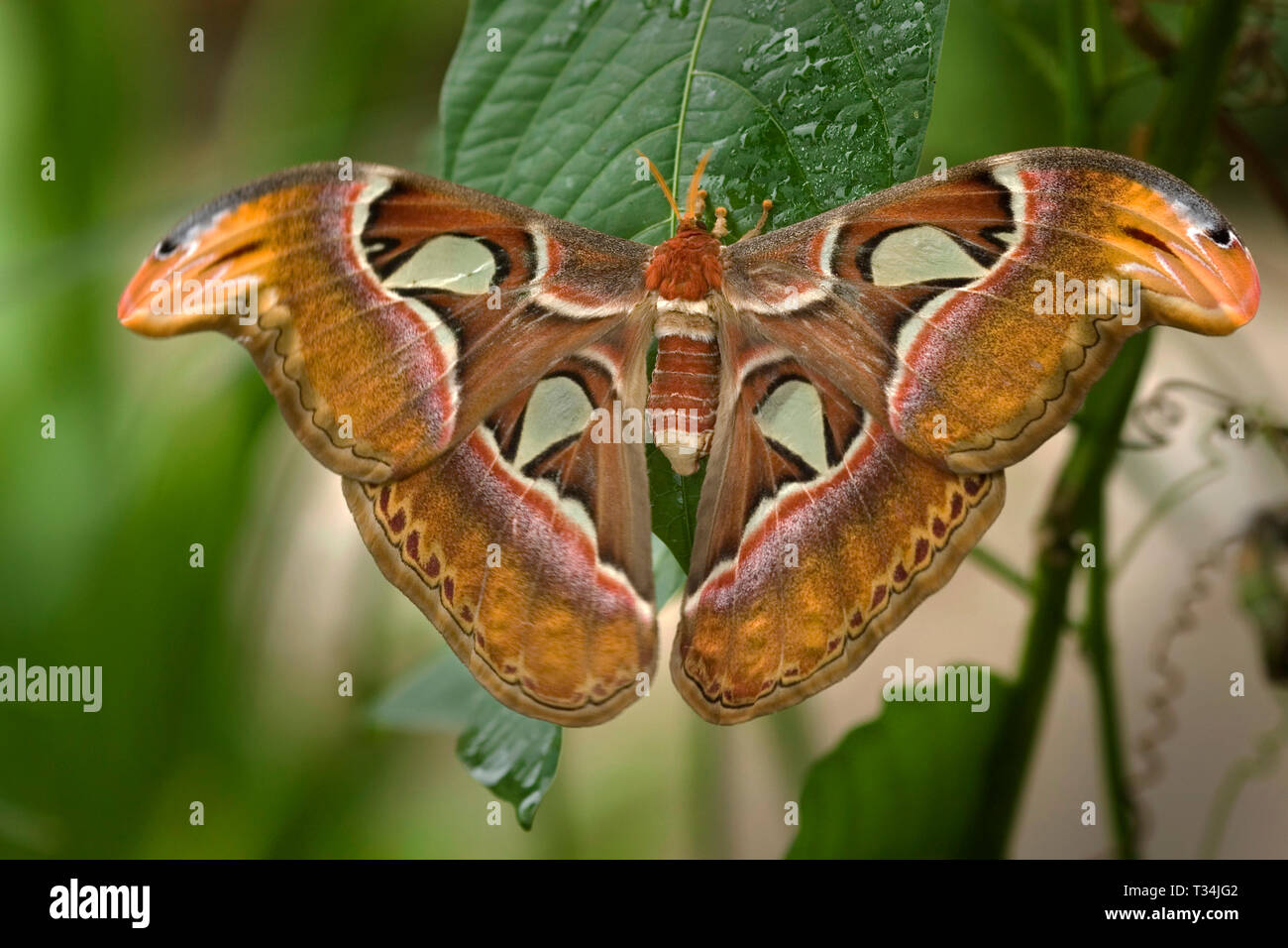 Close-up of a butterfly, Indonesia Stock Photo - Alamy
