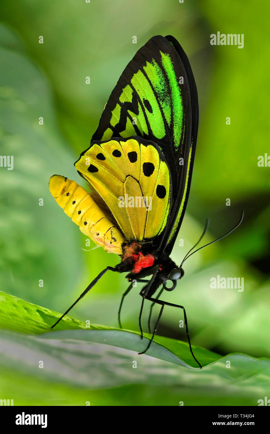 Butterfly full view hi-res stock photography and images - Alamy