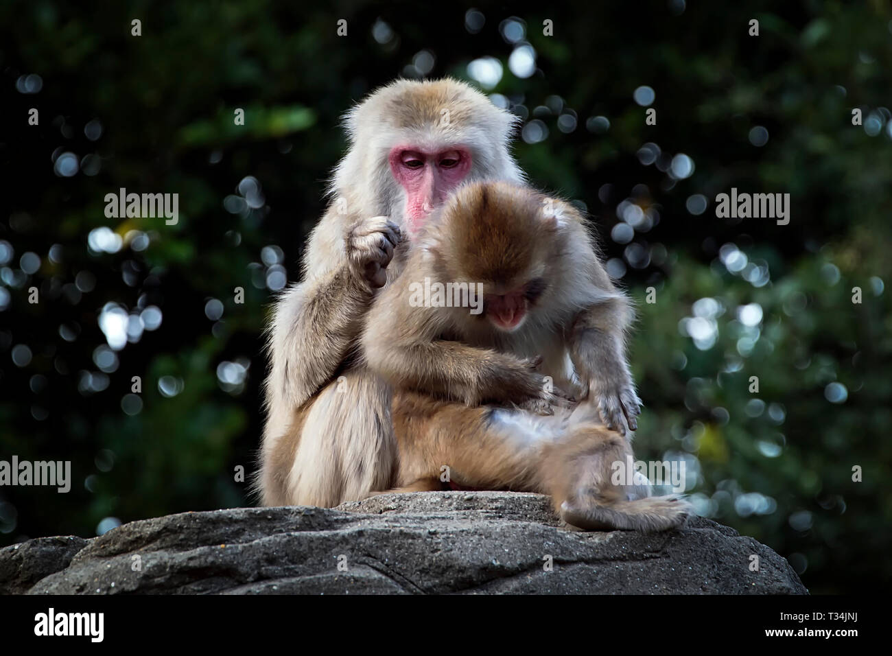 Monkeys grooming each other hi-res stock photography and images - Alamy