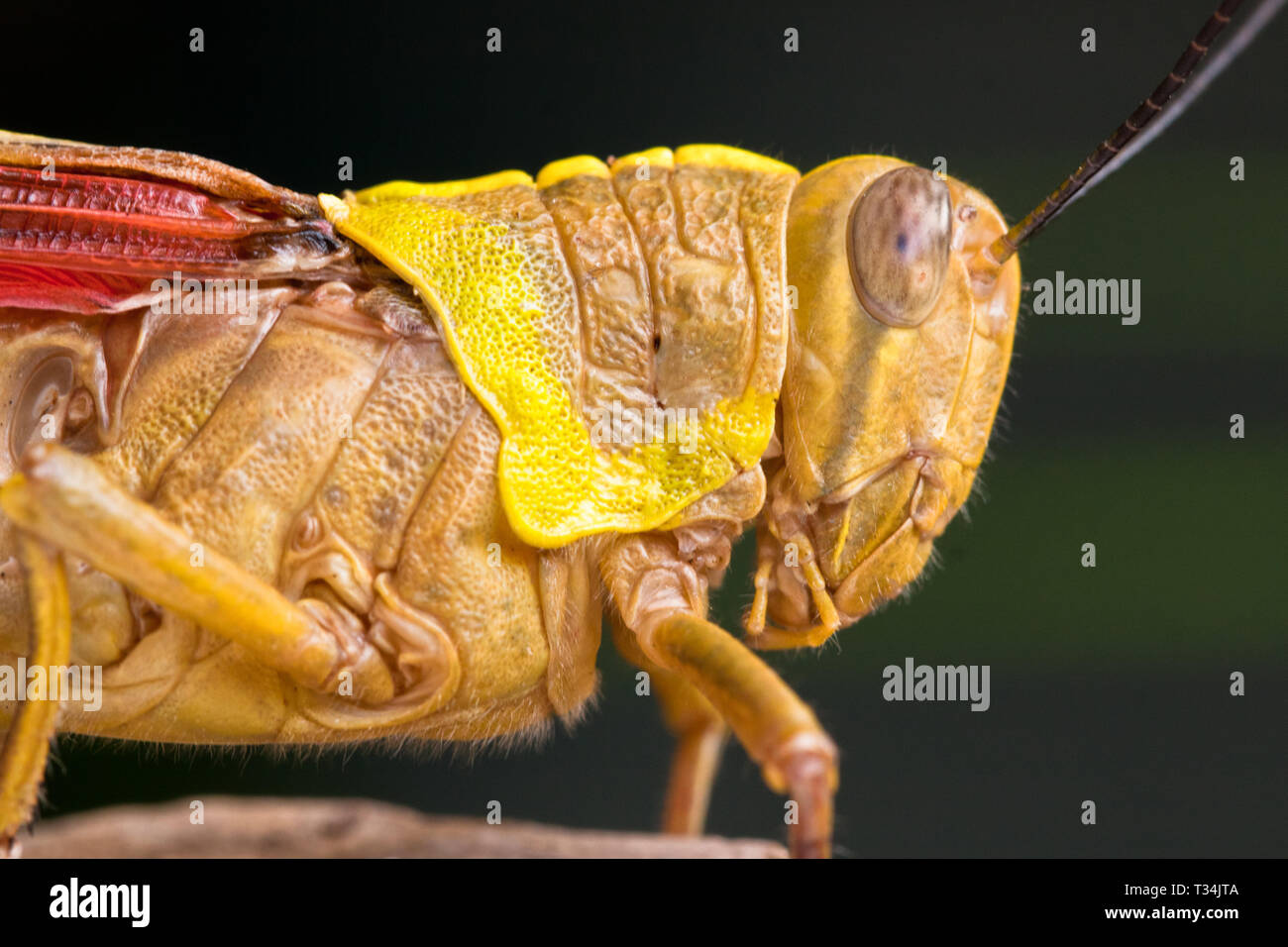 Indonesia grasshopper hi-res stock photography and images - Alamy