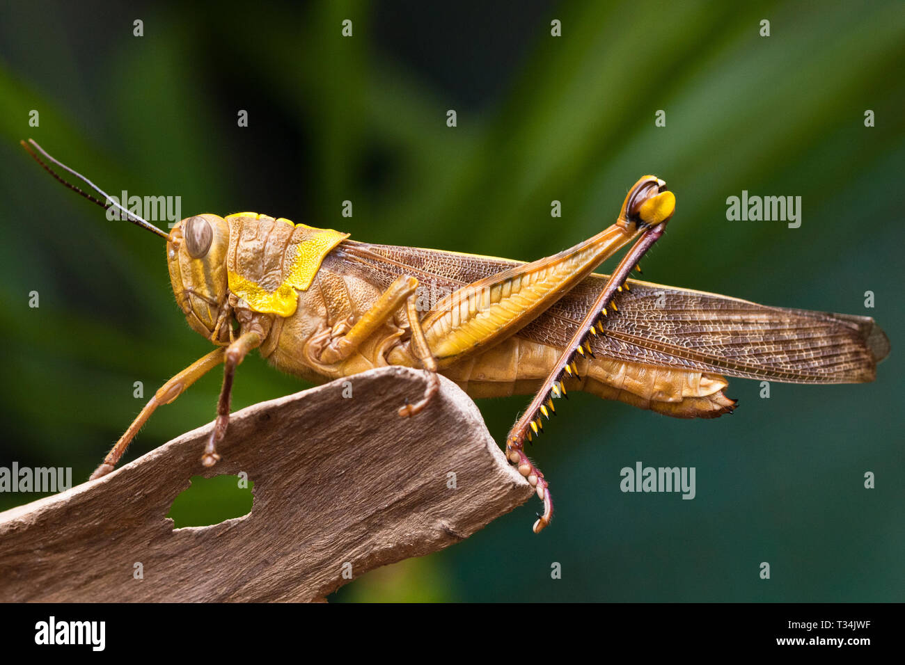 Close up grasshopper in hi-res stock photography and images - Alamy