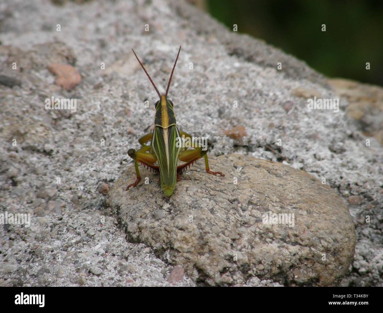 Small green cricket Stock Photo - Alamy