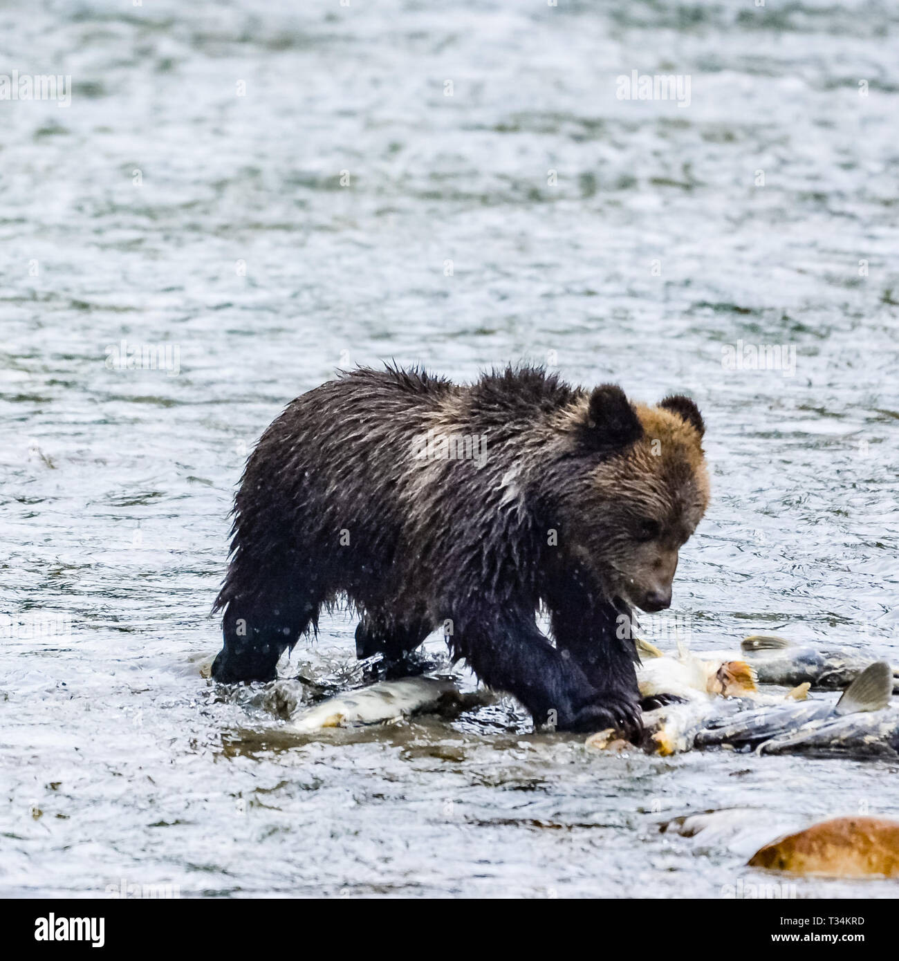 Grizzly bear cub hi-res stock photography and images - Alamy