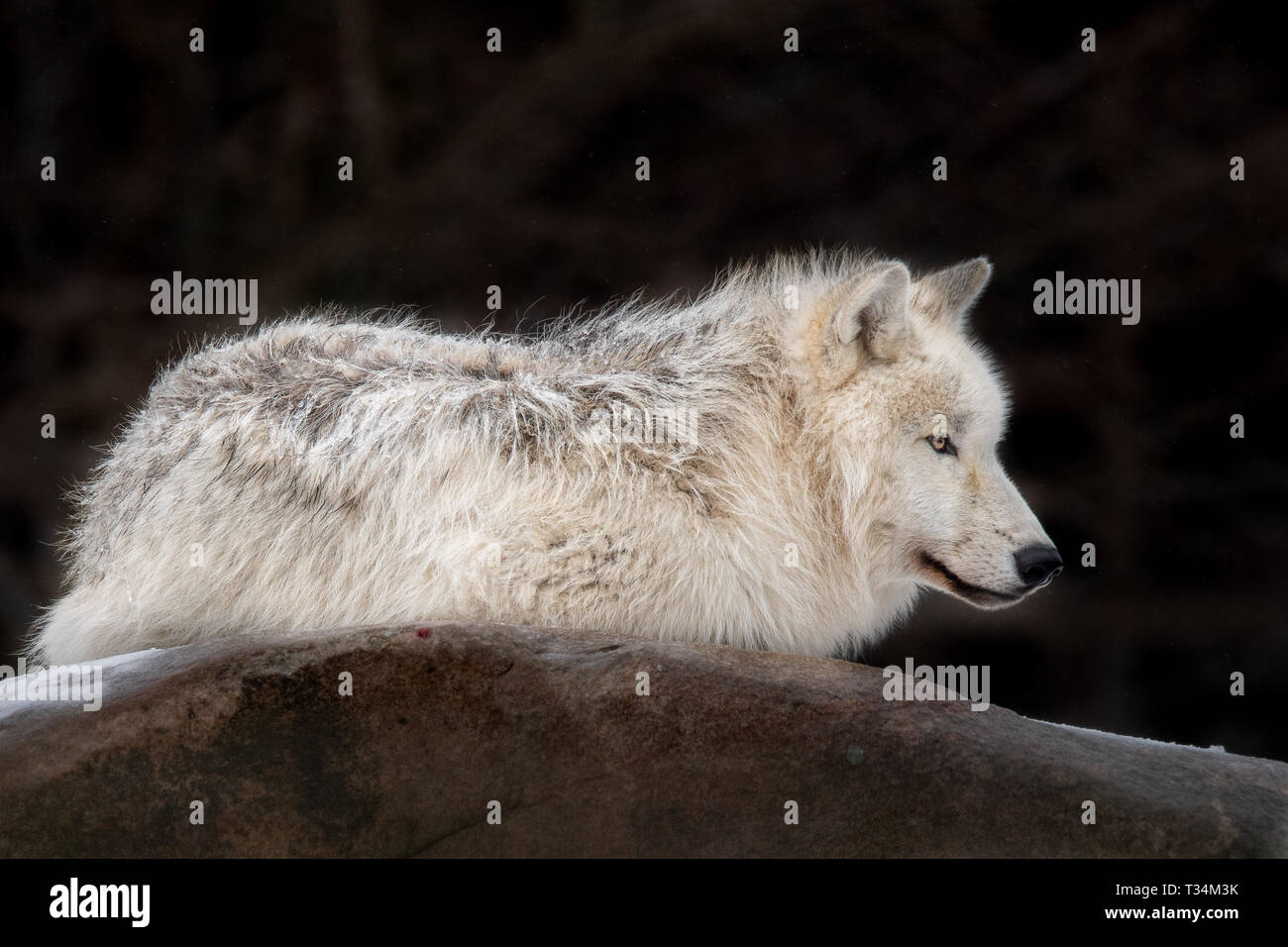Portrait of an arctic wolf, British Columbia, Canada Stock Photo - Alamy