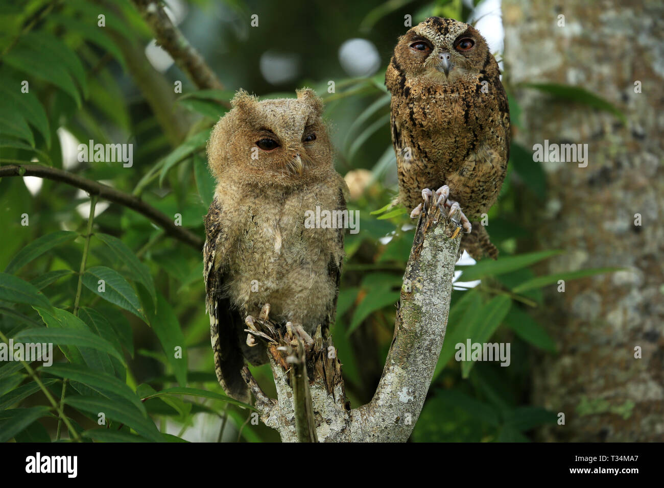 Owls in a tree hi-res stock photography and images - Alamy