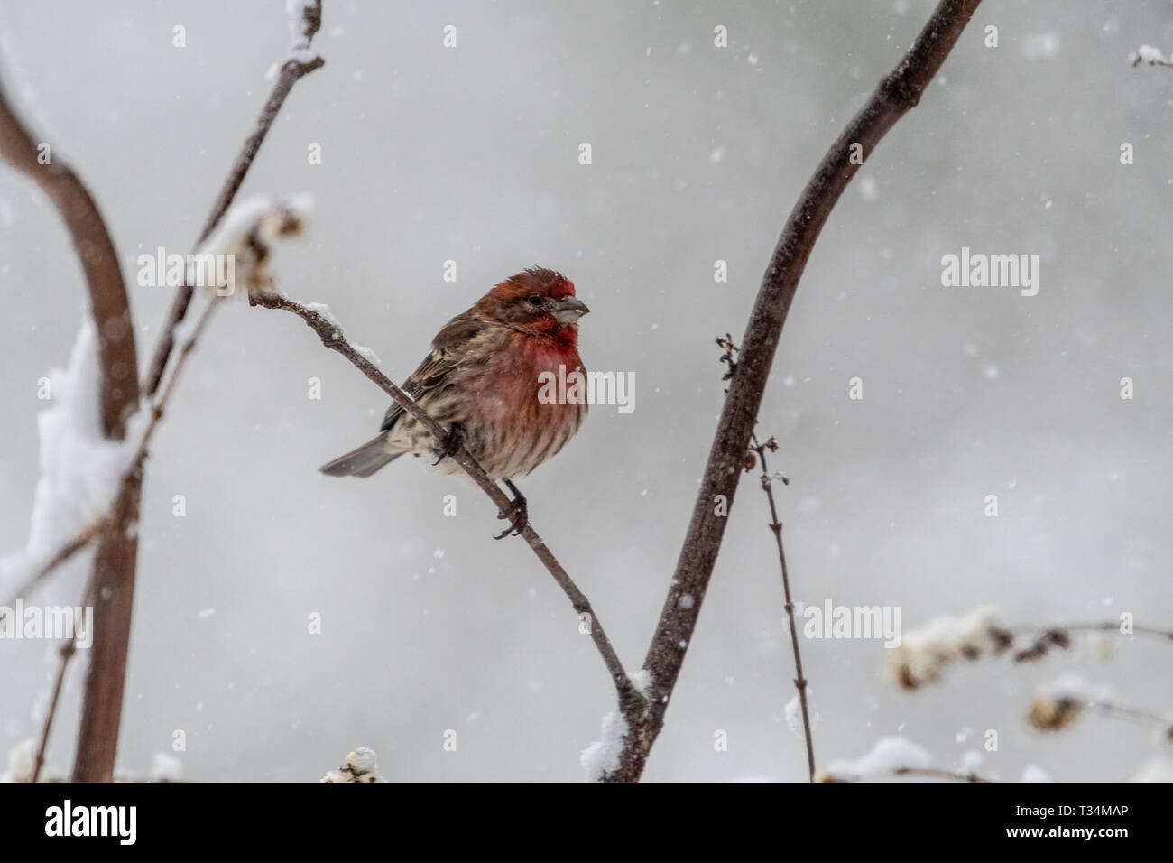 British wild animals in snow hi-res stock photography and images - Alamy