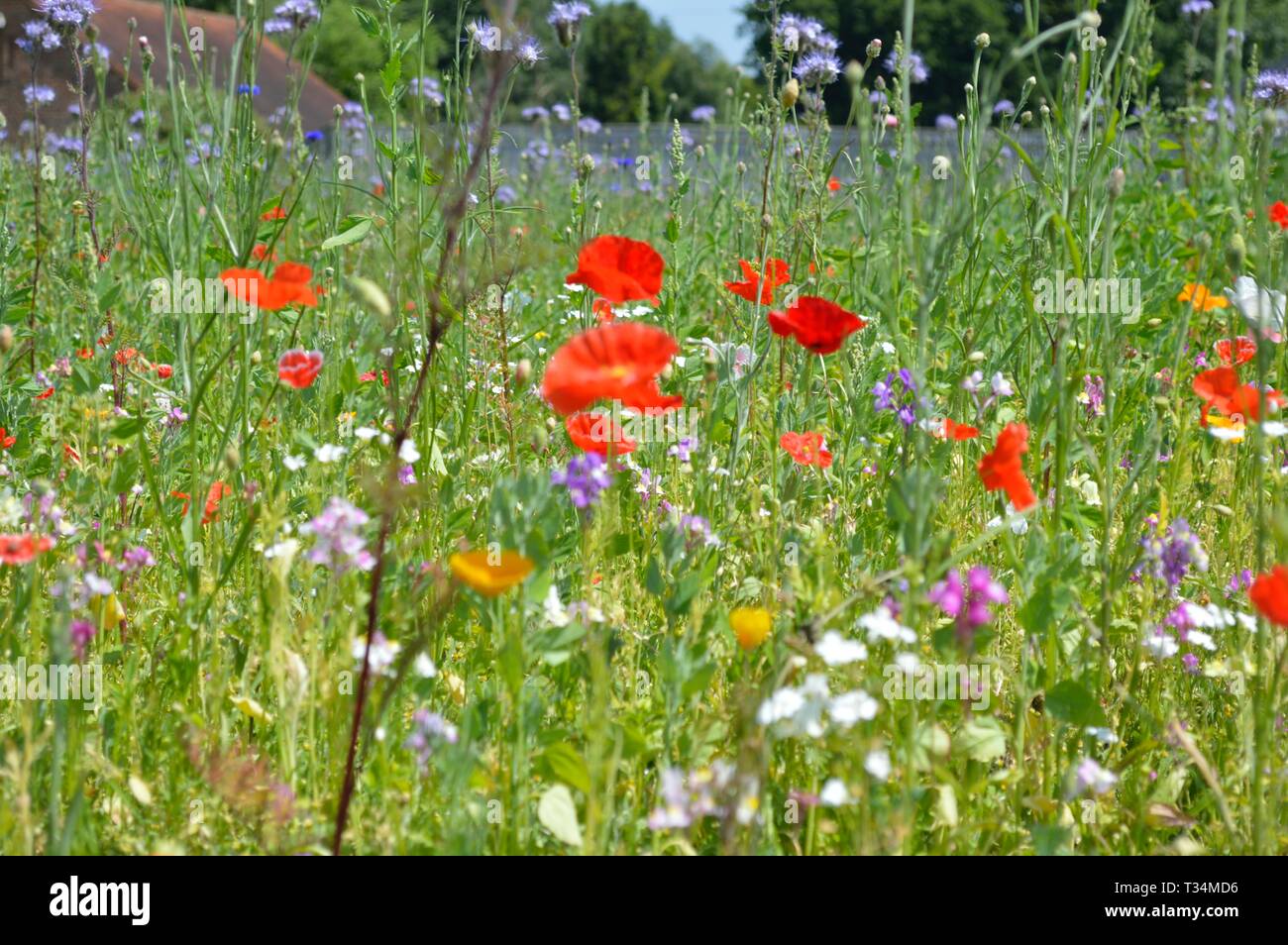 Wild Flowers in a meadow Stock Photo - Alamy