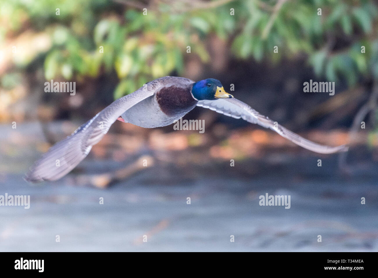 Front view mallard duck hi-res stock photography and images - Alamy