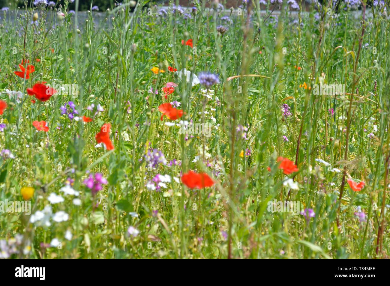 Wild Flowers in a meadow Stock Photo - Alamy