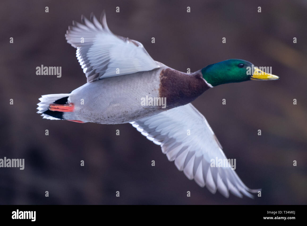 Mallard duck in flight, British Columbia, Canada Stock Photo - Alamy