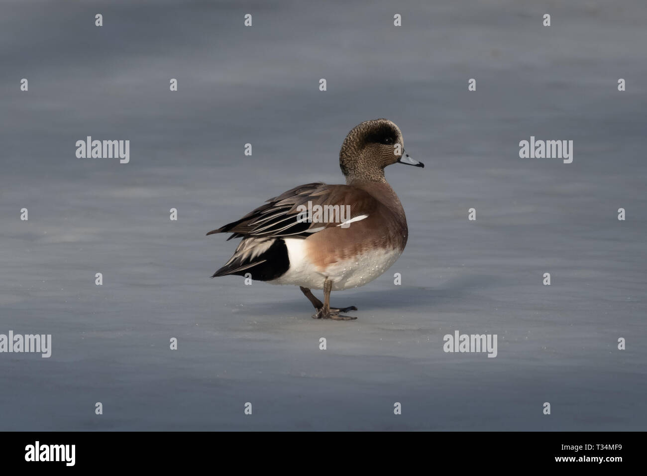 American wigeon portrait hi-res stock photography and images - Alamy