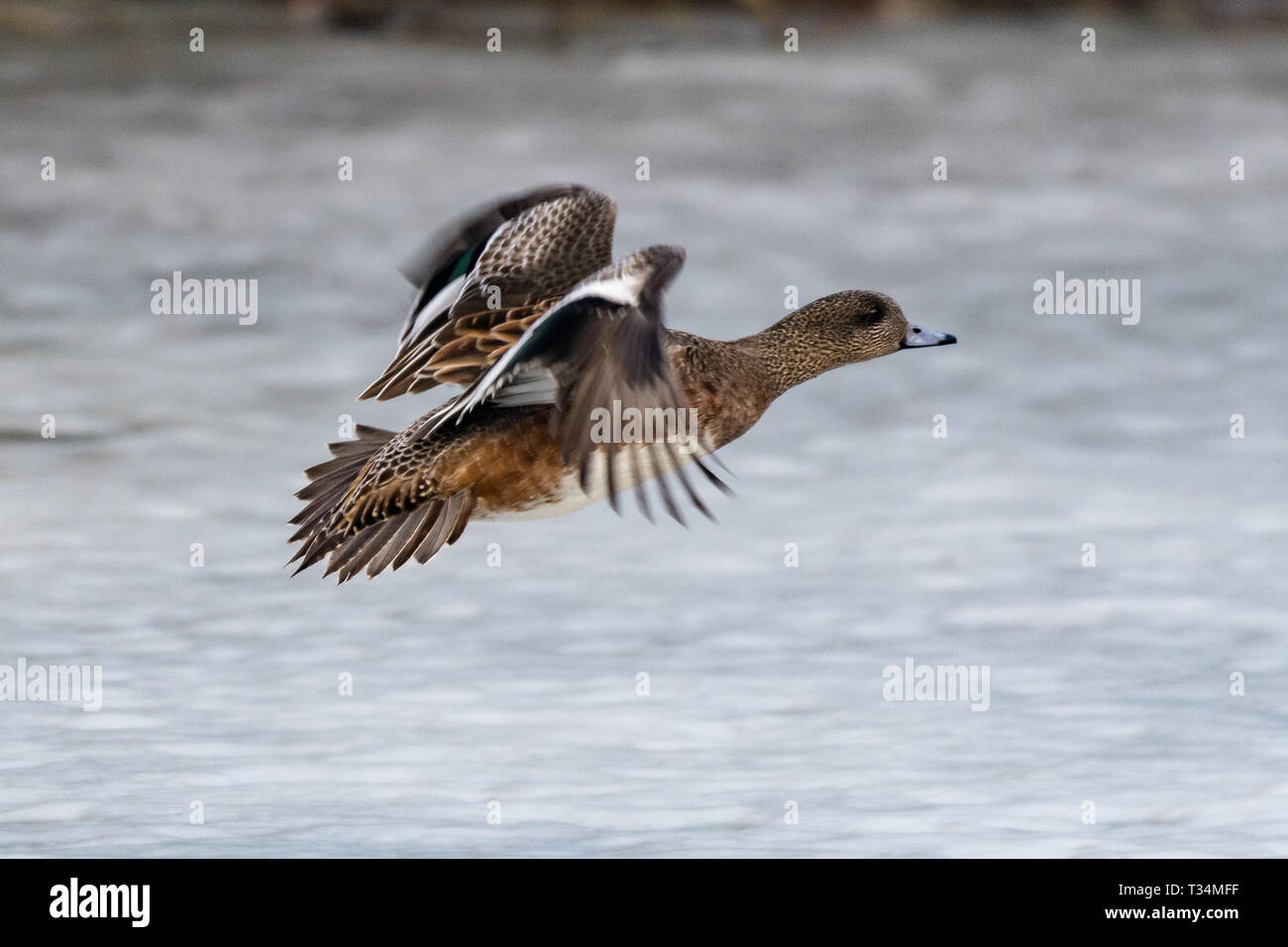 American Wigeon in flight, British Columbia, Canada Stock Photo - Alamy