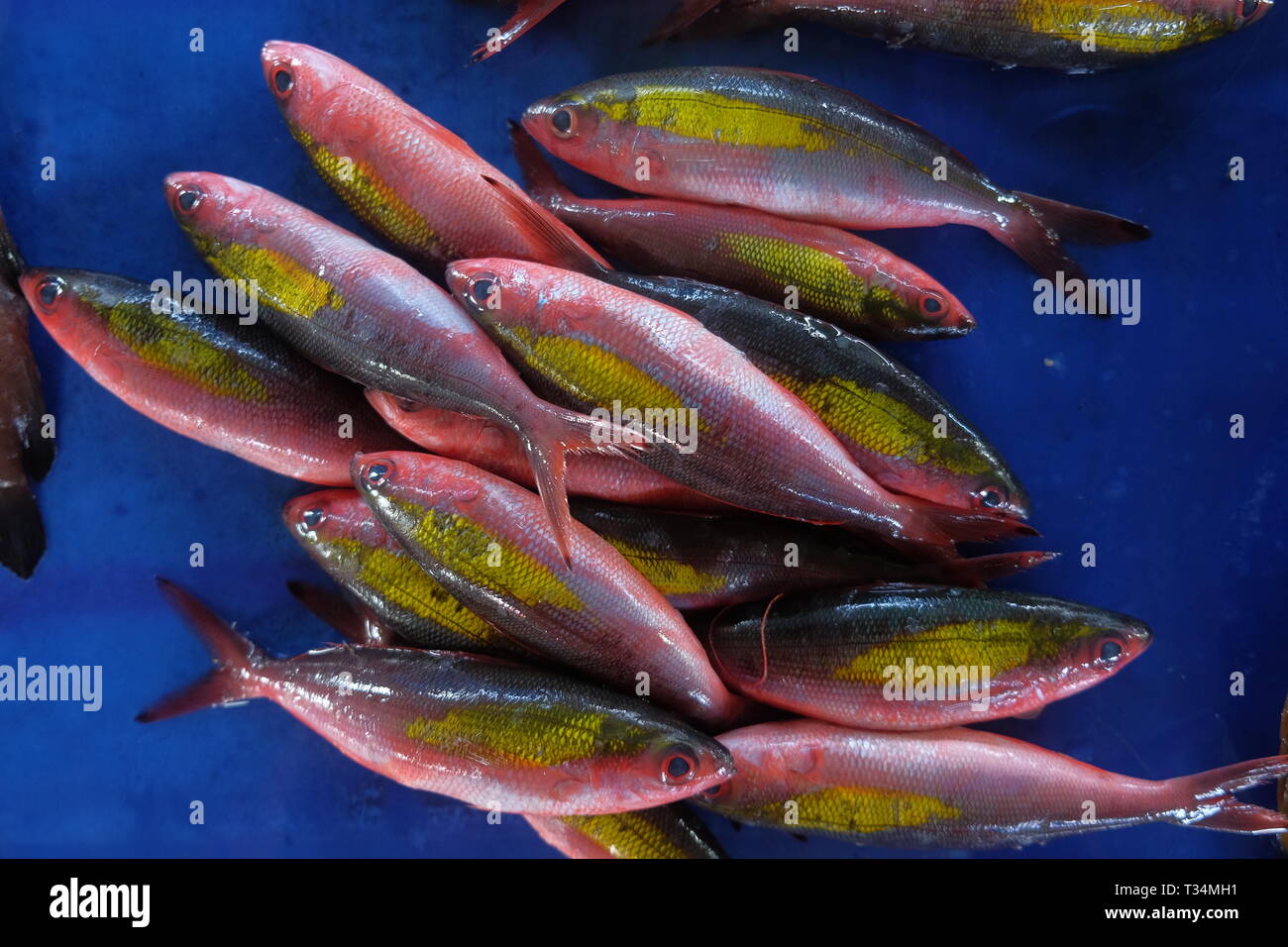 Overhead view of fish, Indonesia Stock Photo - Alamy