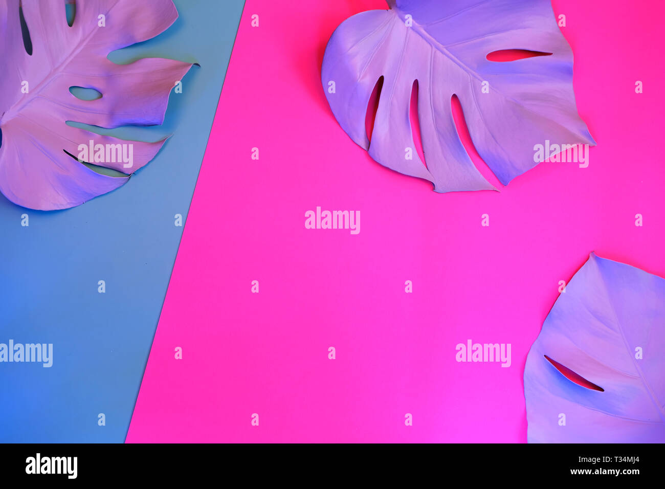 Tropical purple monstera leaves in neon light on dual trendy background ...