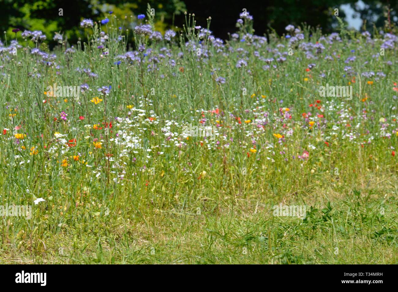 Wild Flowers in a meadow Stock Photo - Alamy