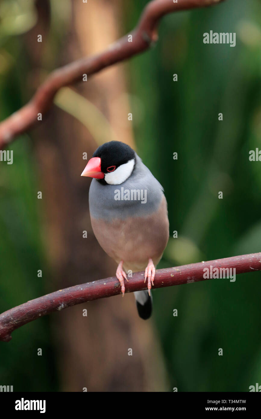 Animal themes bird branch wildlife hi-res stock photography and images ...