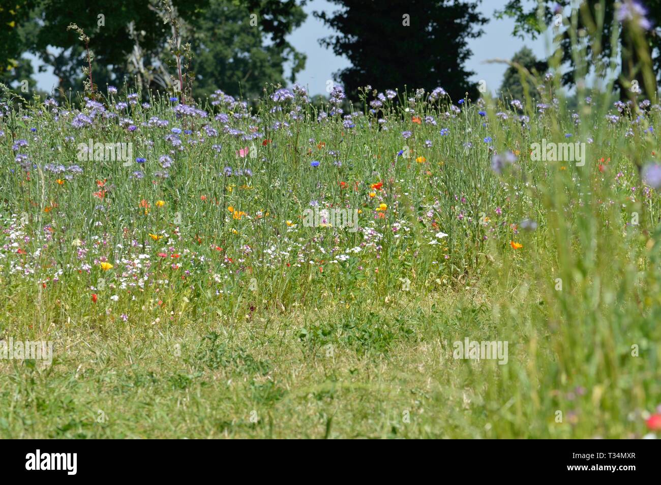 Wild Flowers in a meadow Stock Photo - Alamy