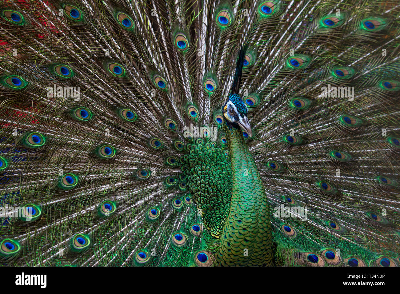 Peacock tail fanning hi-res stock photography and images - Alamy