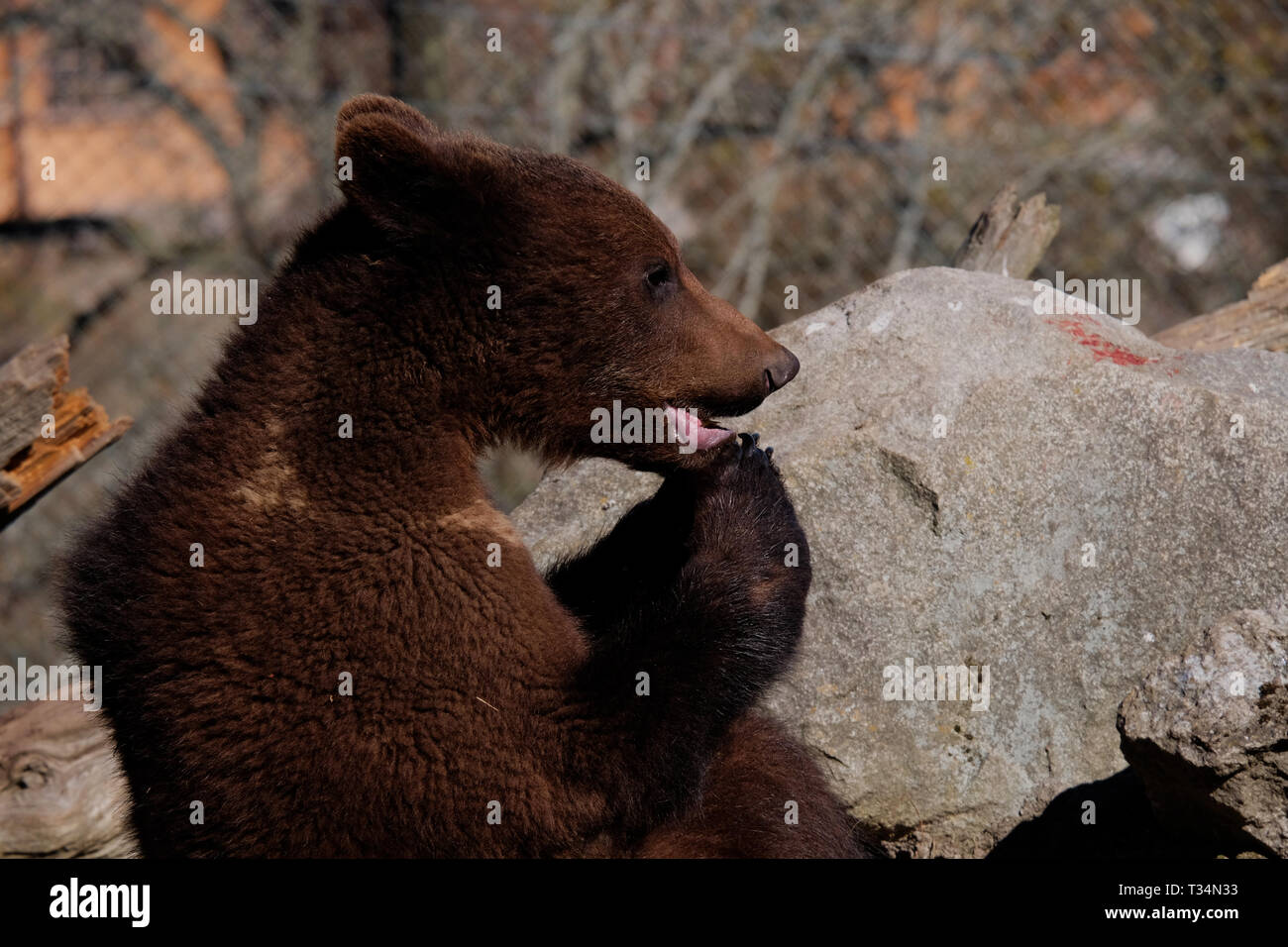 brown bear cub eating Stock Photo - Alamy