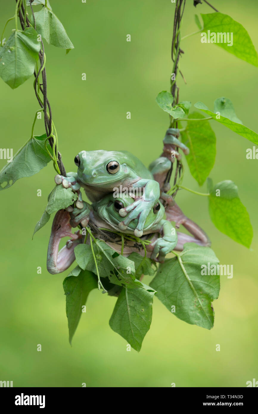 Two frogs on a vine, Indonesia Stock Photo - Alamy