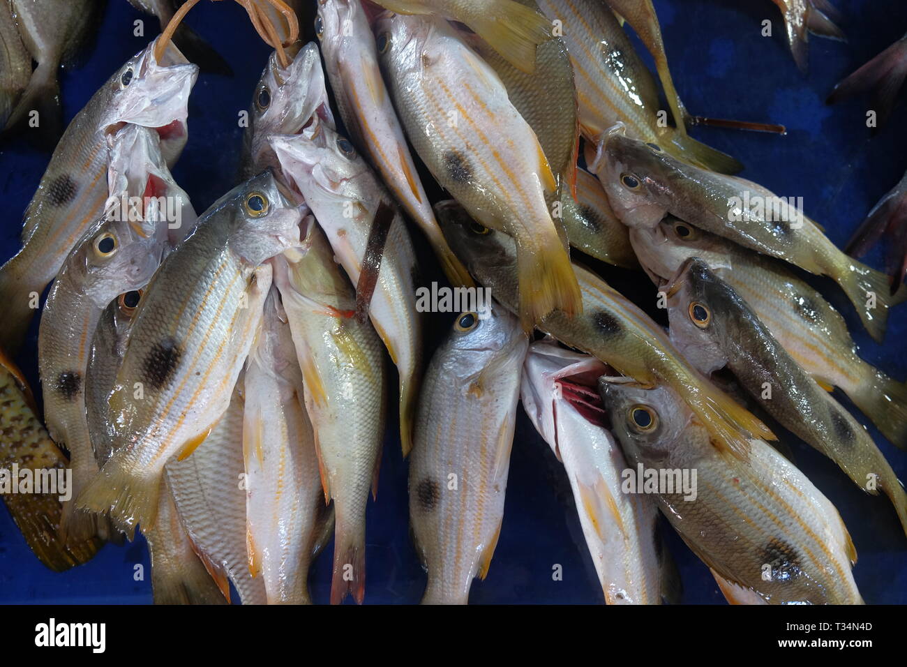 Overhead view of tropical fish at a market, Indonesia Stock Photo - Alamy