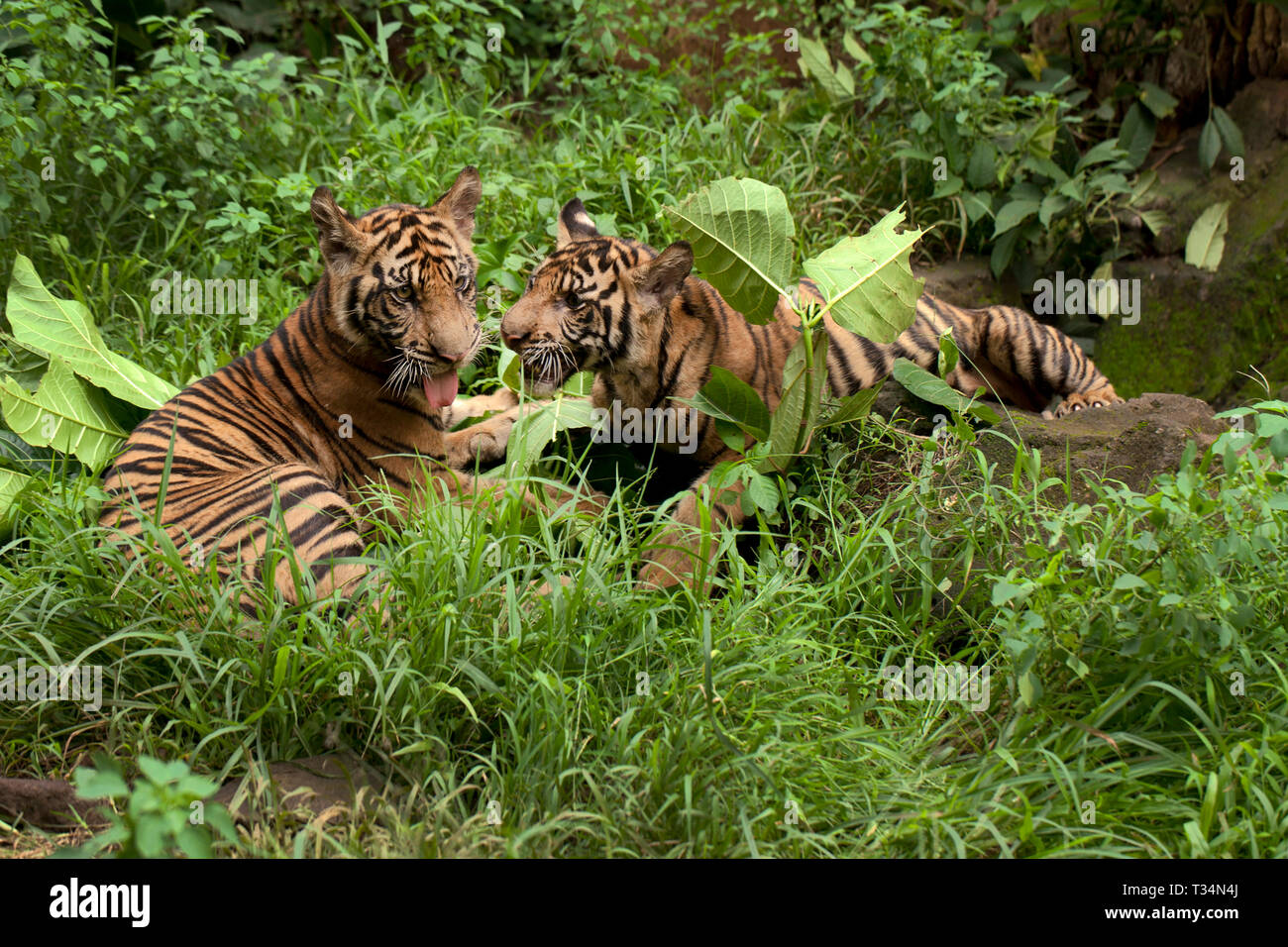 Two tigers lying down next to each other, Indonesia Stock Photo - Alamy