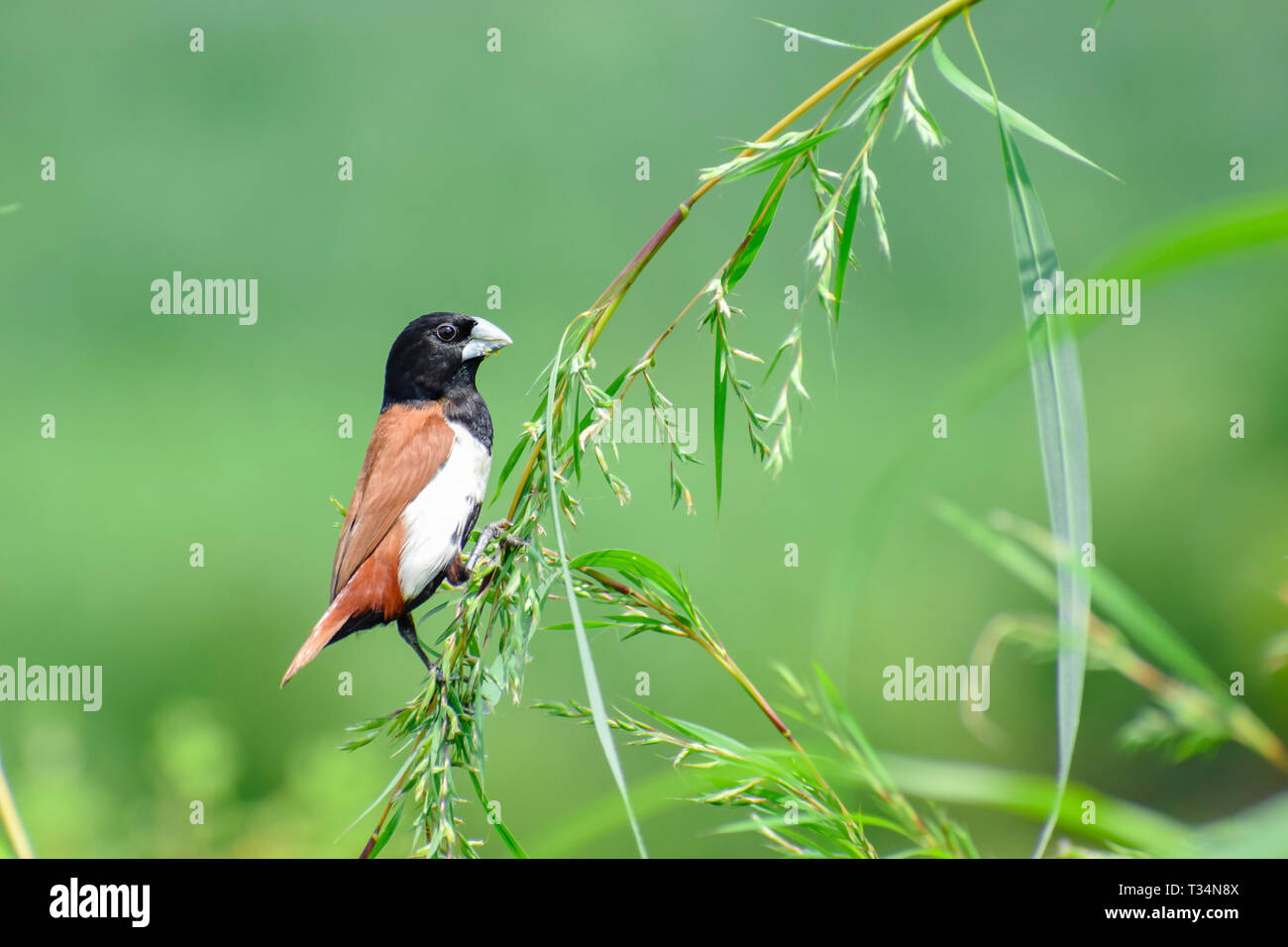 Munia hi-res stock photography and images - Alamy