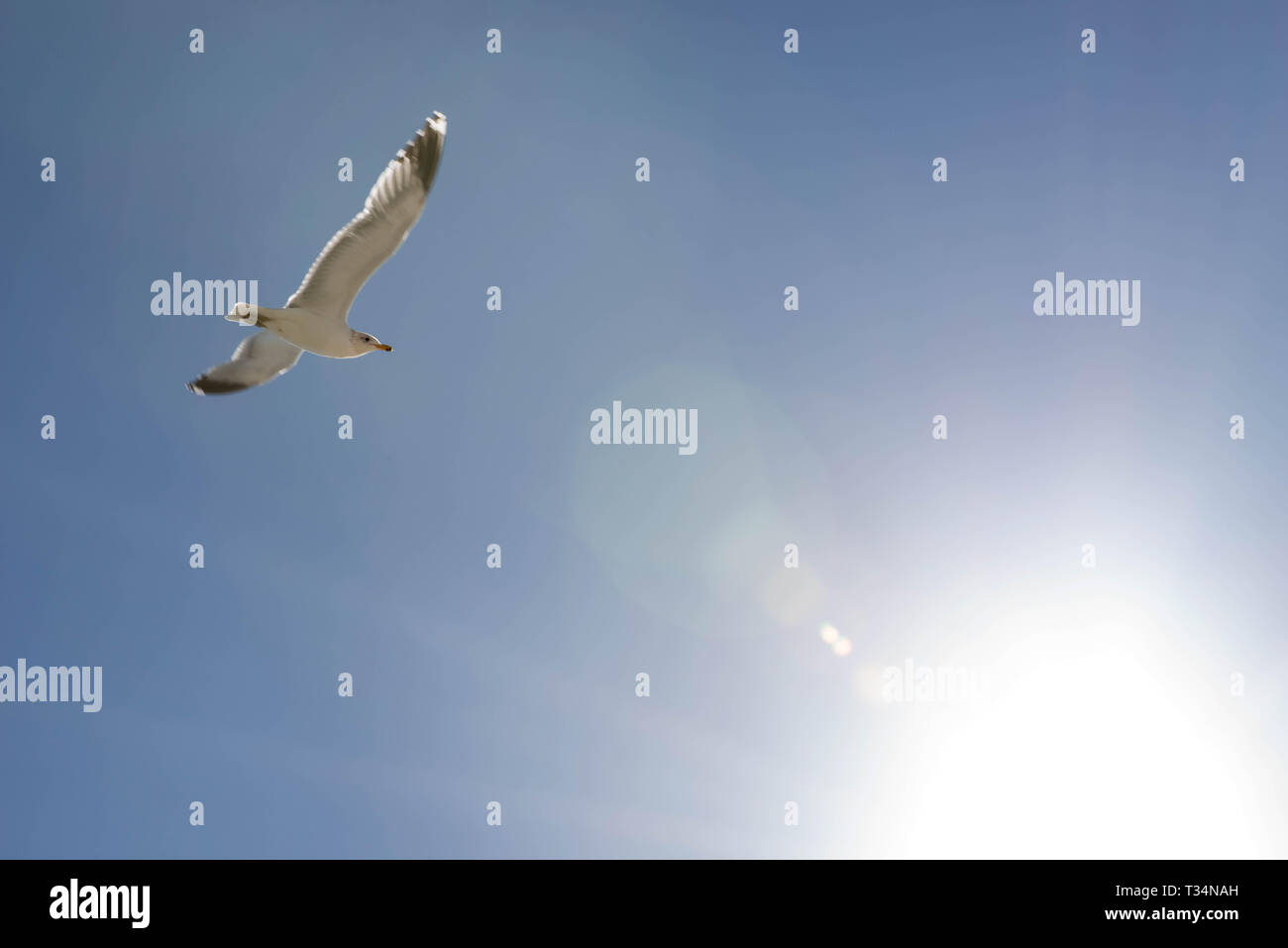 A Seagull In Flight High Resolution Stock Photography and Images - Alamy