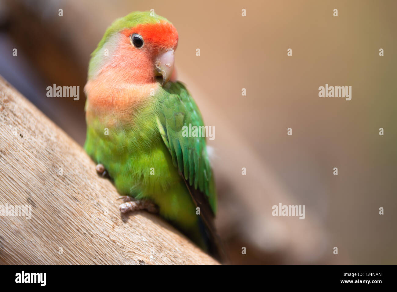 Lilians lovebird hi-res stock photography and images - Alamy