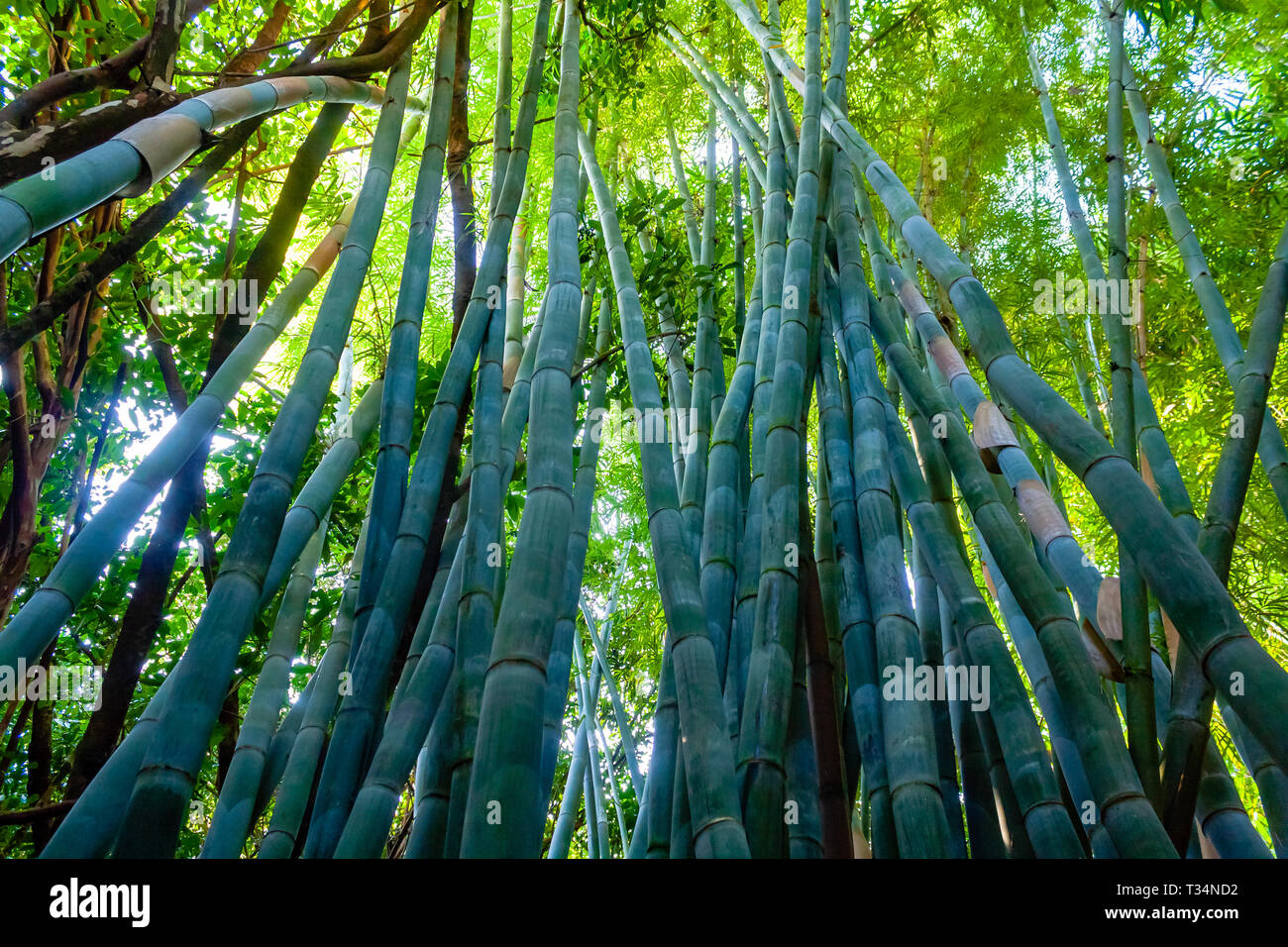 Tall bamboo growth hi-res stock photography and images - Alamy