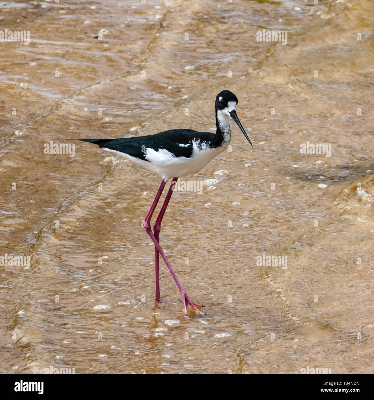 Avocet bird hi-res stock photography and images - Alamy
