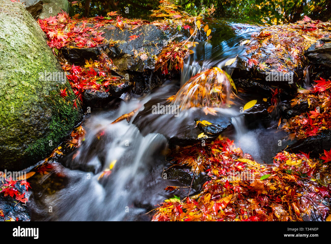Leaves in a waterfall close up hi-res stock photography and images - Alamy