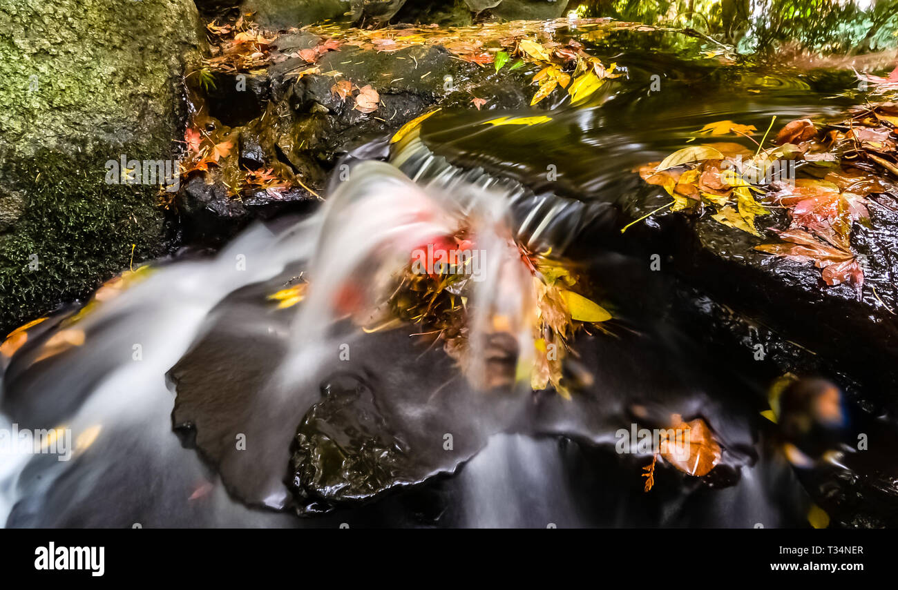 Leaves in a waterfall close up hi-res stock photography and images - Alamy