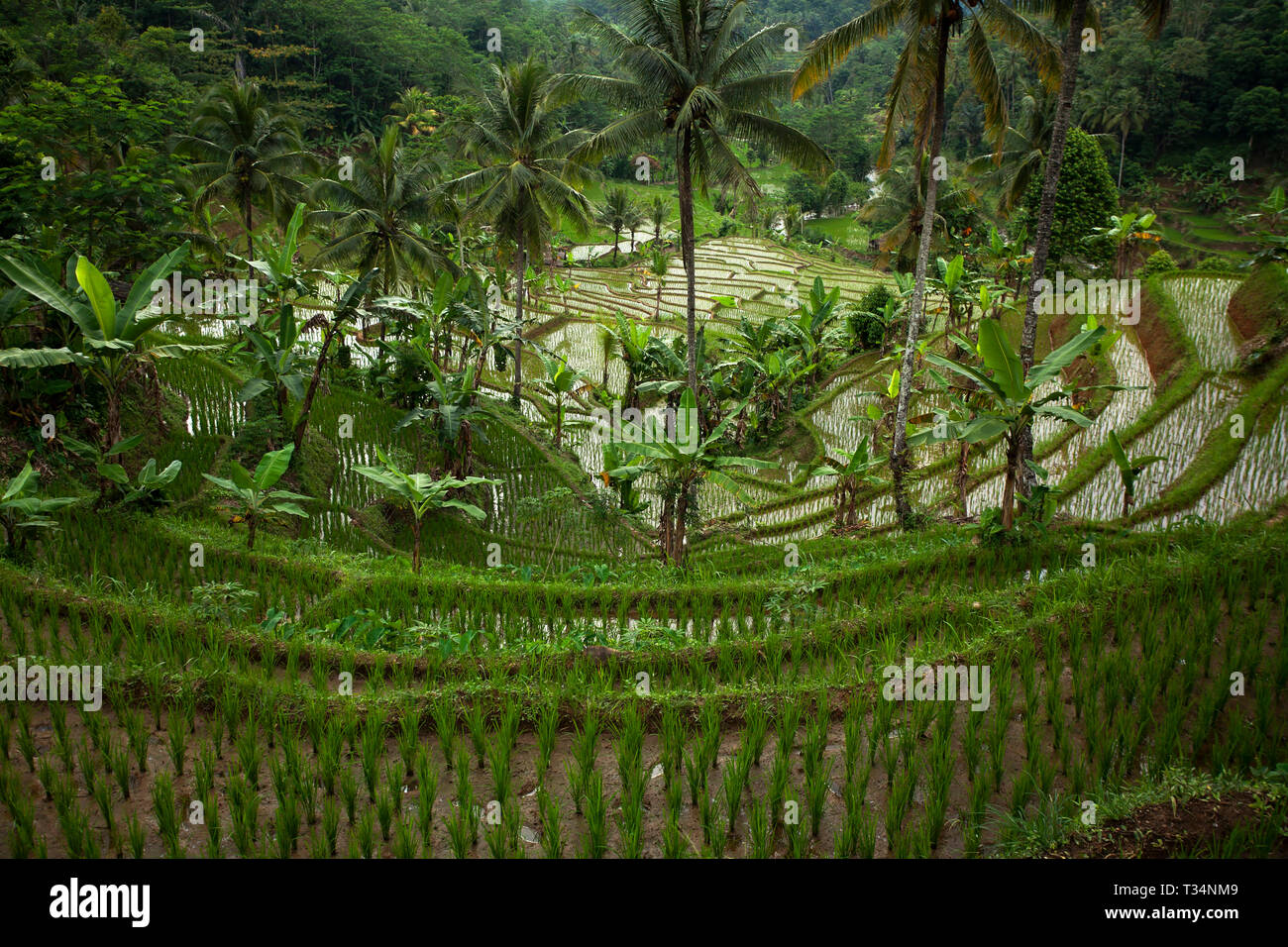 Terraced rice fields, Sukabumi, West Java, Indonesia Stock Photo - Alamy