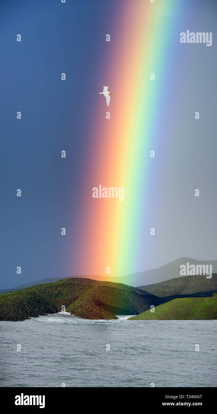 Bird flying past a rainbow, United States Stock Photo - Alamy